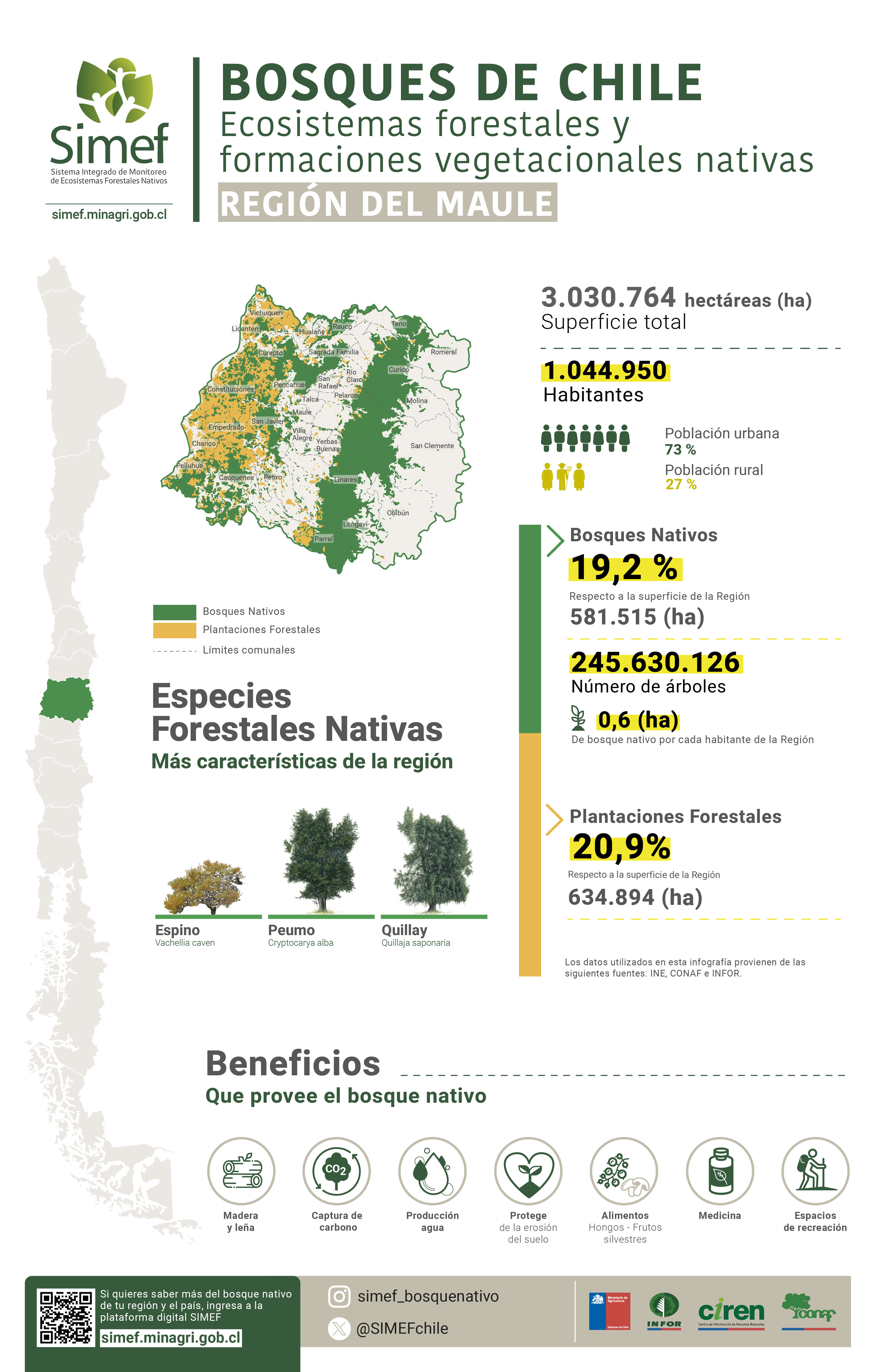 Bosque Nativo En El Maule Supera El 19 Según Revelan Infografías Del